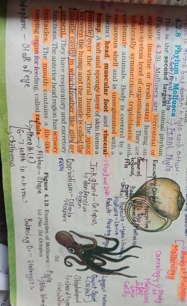 What are the three main body parts of phylum mollusca? - EduRev NEET ...