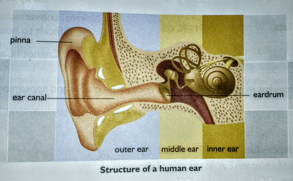Production of sound and hearing of sound By humans - Class 8 PDF Download