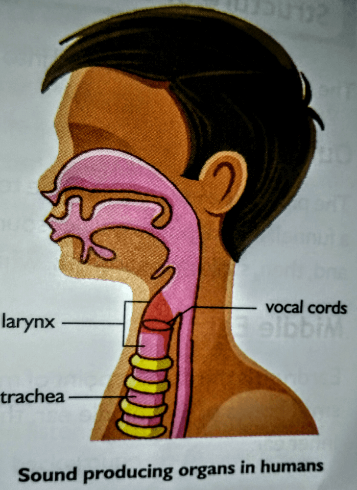 Production of sound and hearing of sound By humans - Class 8 PDF Download