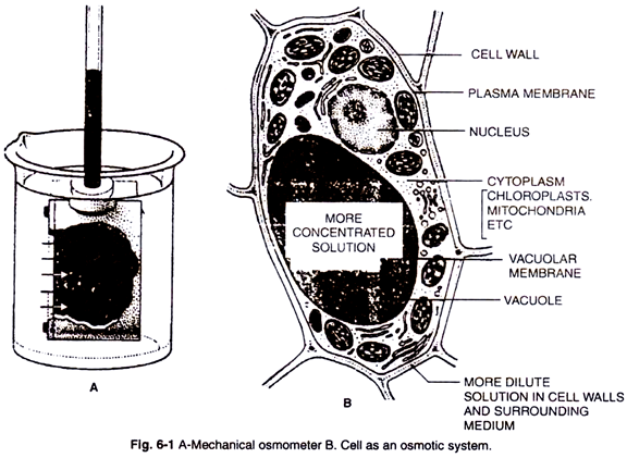 Introduction to Plant Physiology - Class 11 PDF Download