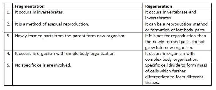 What Are The Differences Between Fragmentation And Regeneration