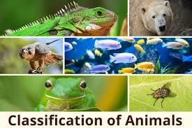 How to classify plants and animals - Year 6 Science PDF Download