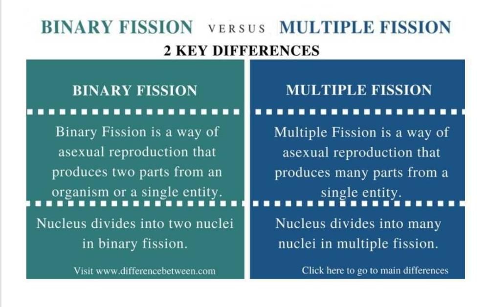 Difference Between Binary Fission And Multiple Fission Edurev Class 6544