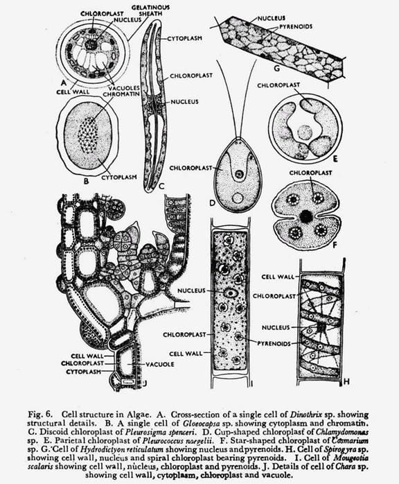 Structure of Algae (With Diagram) - Class 9 PDF Download