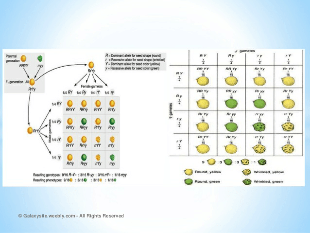 Notes of heredity and evolution - Class 10 PDF Download