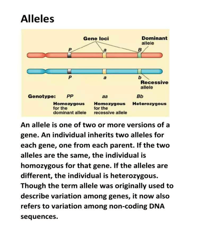Alleles are : [2015 RS]a)true breeding homozygotesb)different molecular ...