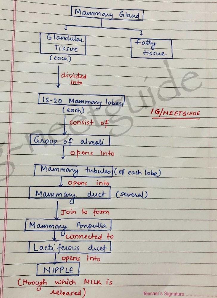 Process of milk formation in mammary gland? - EduRev NEET Question