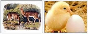 Reproduction in Animals - 1 Class 4 Worksheet Science