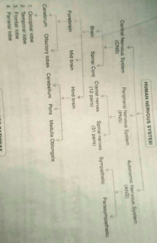 Classification of nervous system in flow chart? | EduRev Class 10 Question