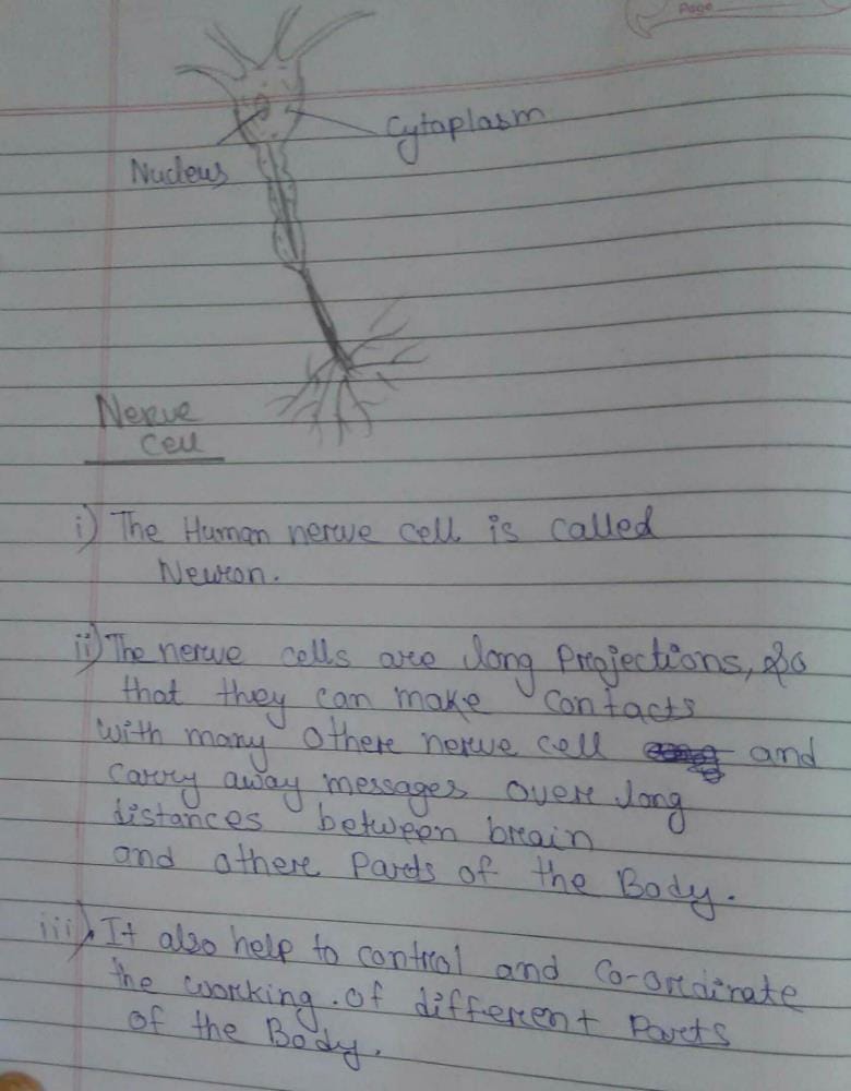 what-is-the-function-of-nerve-cell-edurev-class-8-question