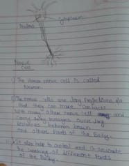 What Is The Function Of Nerve Cell EduRev Class 8 Question