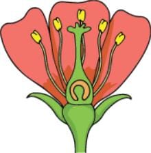 Heterochlamydeous Flower Definition | Best Flower Site