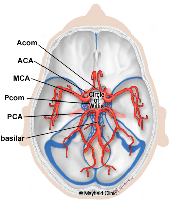Human brain(detailed description) - Class 10 PDF Download