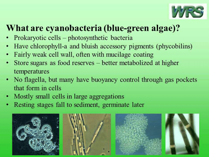 What is cynobacteria ? - EduRev Class 9 Question