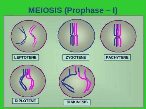 Stages in proper sequence of prophase I area)Zygotene, Leptotene ...