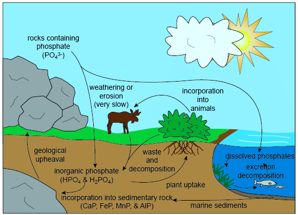 Ecosystem Class 12 Notes Biology Chapter 12
