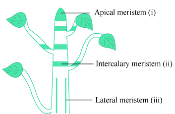 Anatomy of Flowering Plants Class 11 Notes Biology Chapter 6