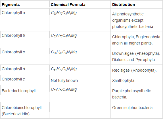 Photosynthesis in Higher Plants Class 11 Notes Biology Chapter 13