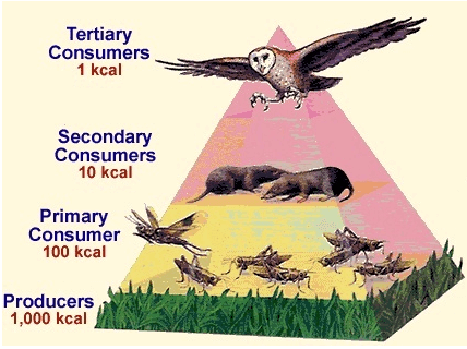 Ecosystem Class 12 Notes Biology Chapter 12