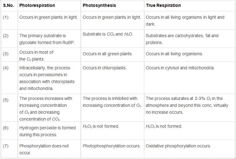 Photosynthesis in Higher Plants Class 11 Notes Biology Chapter 13