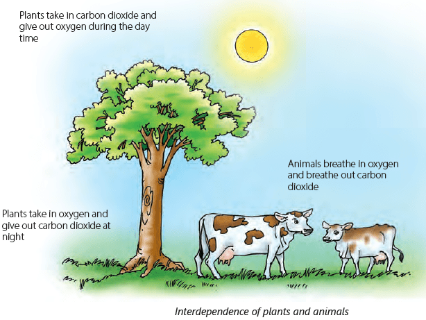 Our Environment Class 3 Notes Science Free PDF