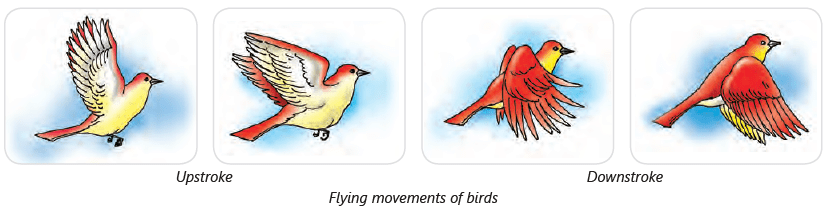 Birds: Food and More Class 3 Notes Science Free PDF