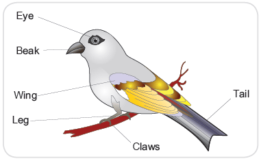 Birds: Food and More Chapter Notes - Science for Class 3 PDF Download