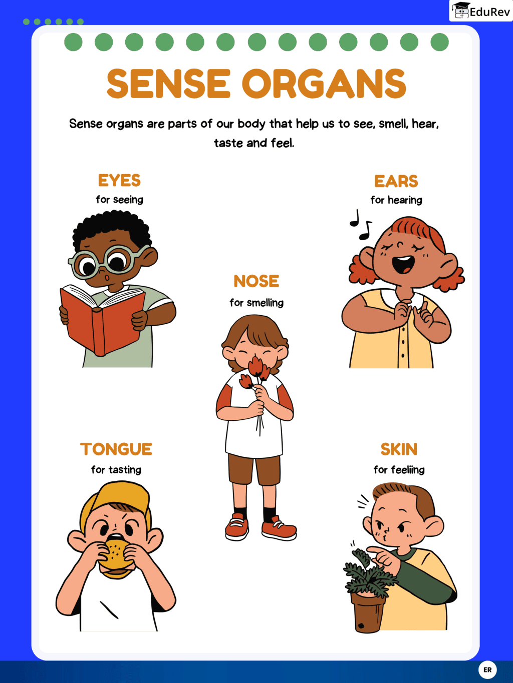 Learning Poster: Sense Organs - EVS for Class 1 PDF Download