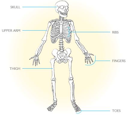Skeletal System For Grade 4