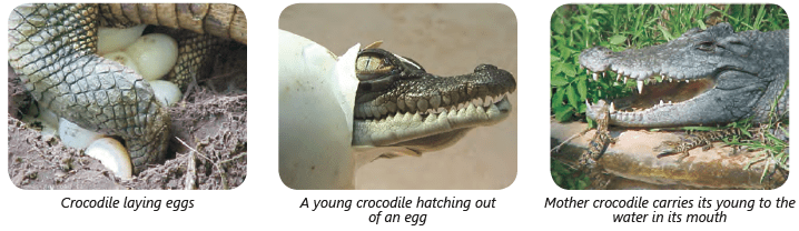 Reproduction in Animals Class 4 Notes Science Free PDF