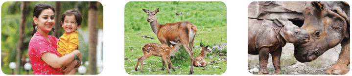 Reproduction in Animals Class 4 Notes Science Free PDF