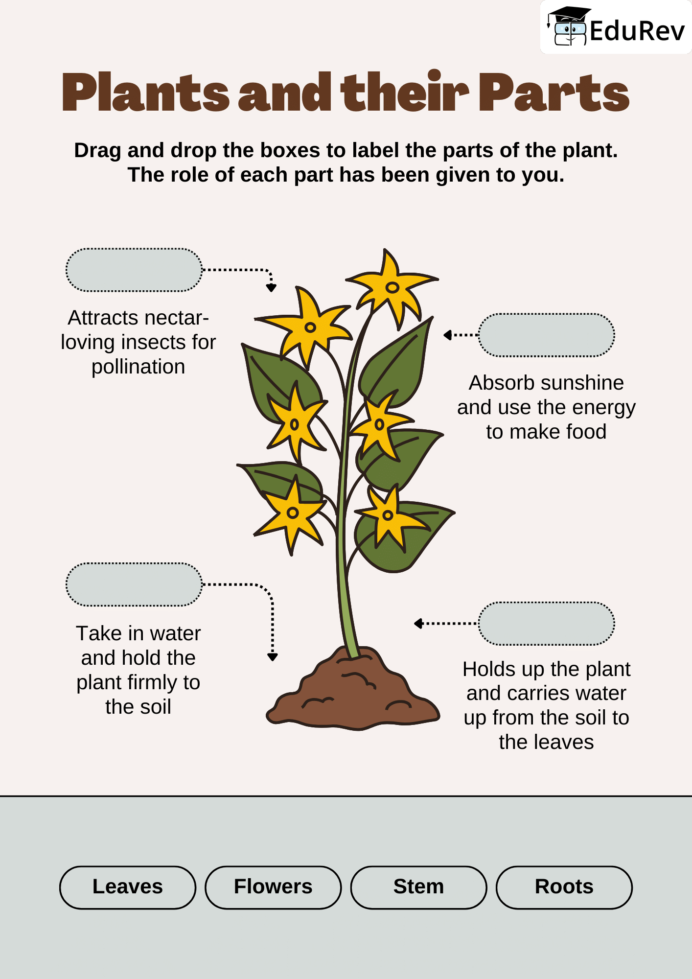 Visual Worksheets: Parts of Plants - Science for Class 3 PDF Download