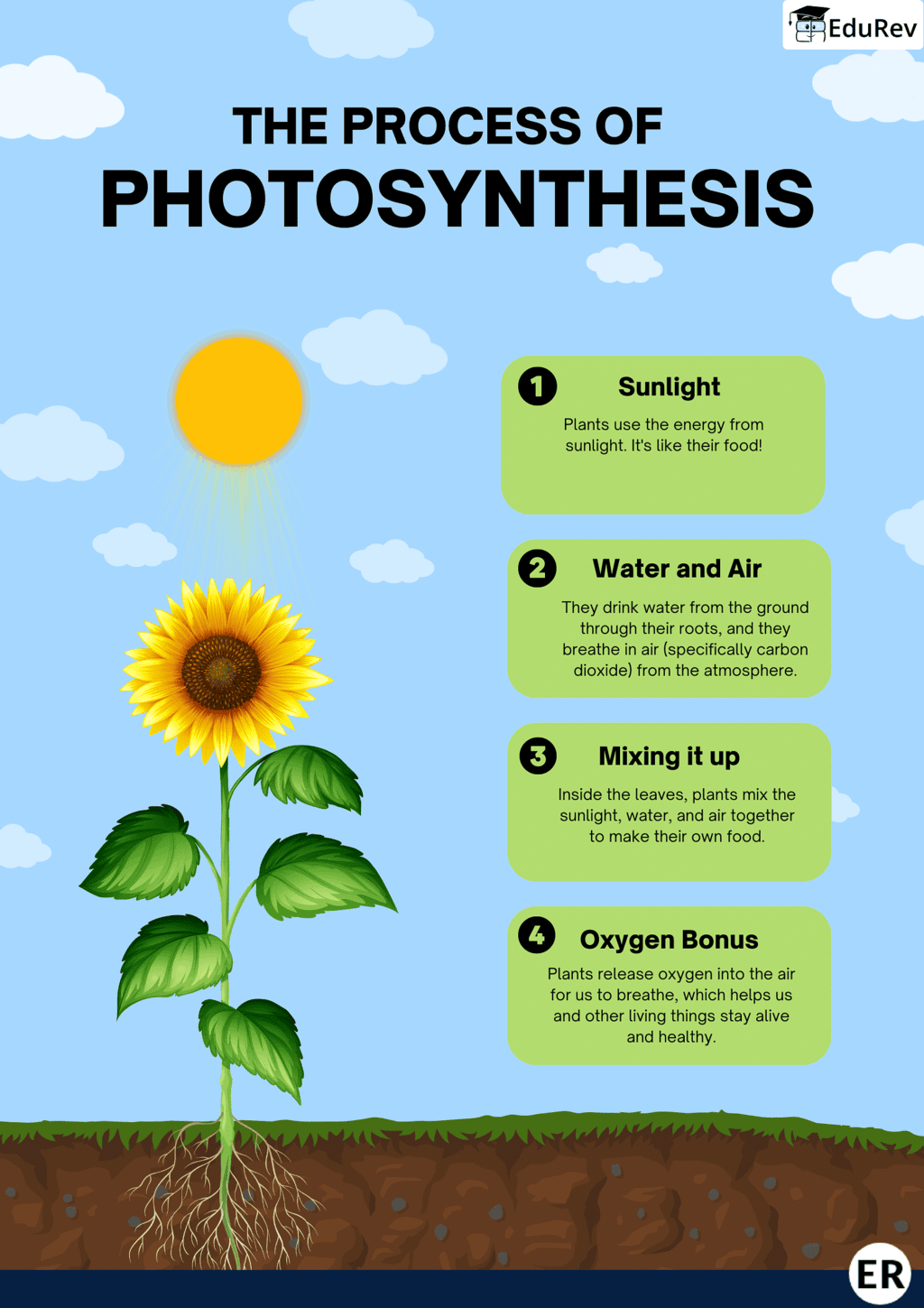 Learning Poster: Process of Photosynthesis - Science for Class 4 PDF ...