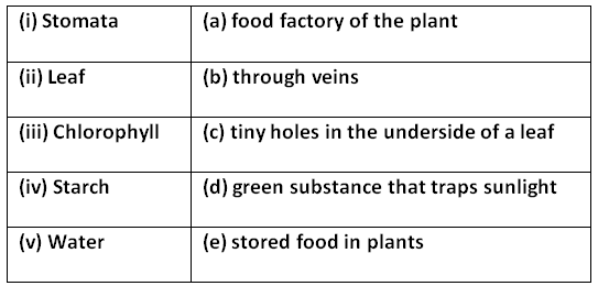 How Do Plants Make Their Food - 2 Class 6 Worksheet Science