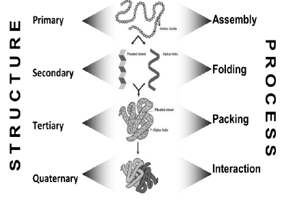 Proteins - Biomolecules - Organic Chemistry PDF Download
