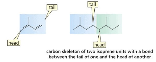 Isoprene Units