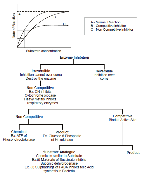 Enzymes, Chapter Notes, Class 11, Biology PDF Download