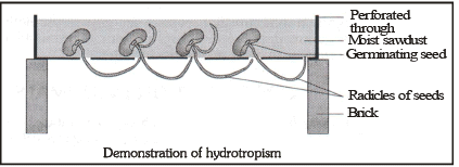 Coordination in Plants - Biology for Grade 10 PDF Download