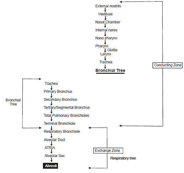 Respiratory System, Chapter Notes, Class 11, Biology PDF Download