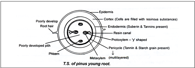 Pinus - Class 11 PDF Download
