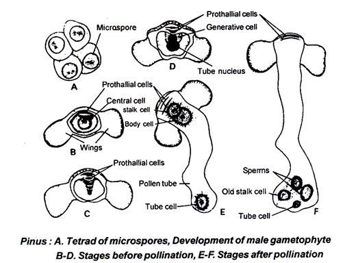 Pinus - Class 11 PDF Download