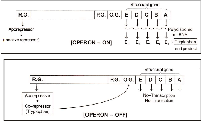Principles of Inheritance and Evolution, Chapter Notes, Class 12 ...