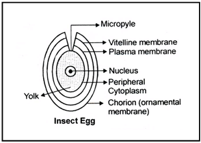Human Reproduction, Class 12, Biology Chapter Notes PDF Download