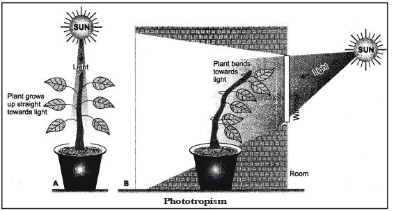 Coordination in Plants - Biology for Grade 10 PDF Download