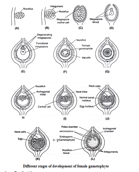 Doc: Cycas - Class 11 PDF Download