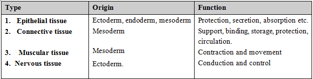 Animal Tissue - Structural Organisation in Animals, Biology, Class 11 ...
