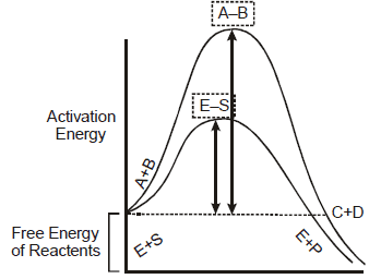 Enzymes, Chapter Notes, Class 11, Biology PDF Download