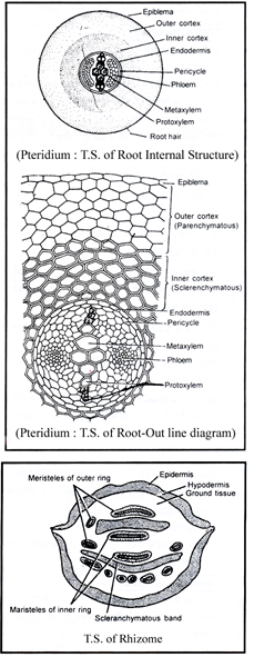 Doc: Pteridium - Class 11 PDF Download