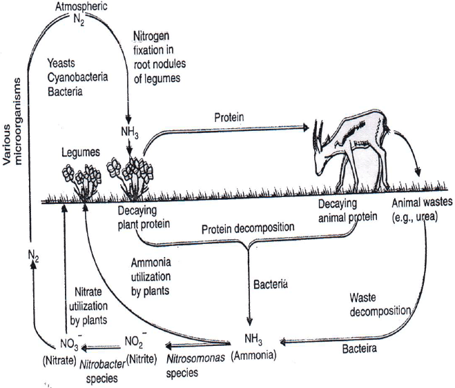 Types of Bio Geo-Chemical Cycles, Ozone Layer and Green House Effect ...