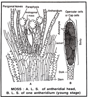 Funaria - Class 11 PDF Download